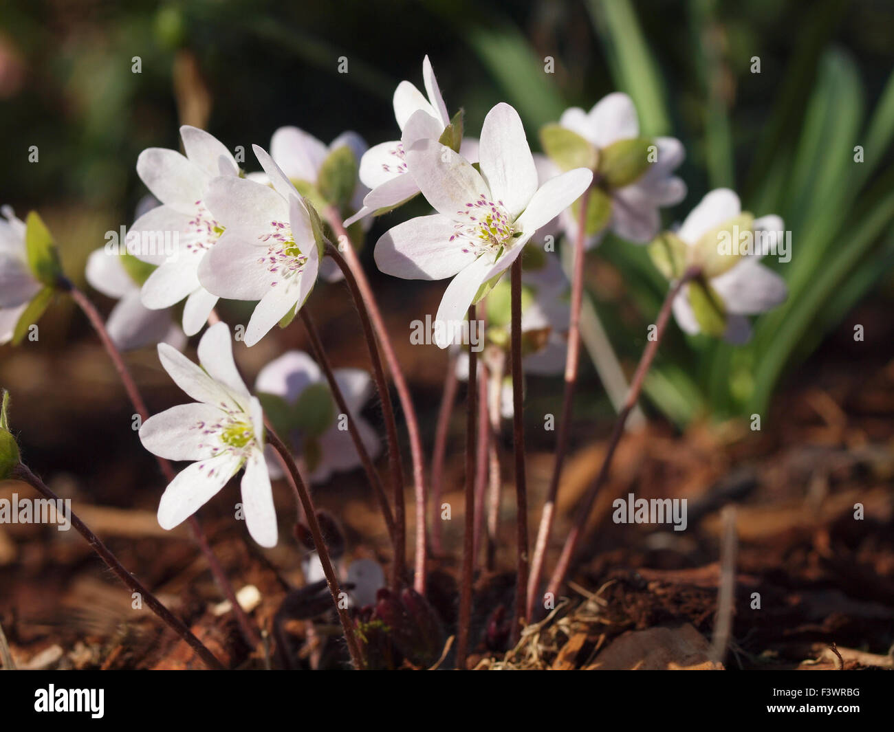 Liverleaf Stock Photo, Royalty Free Image: 88462964 - Alamy