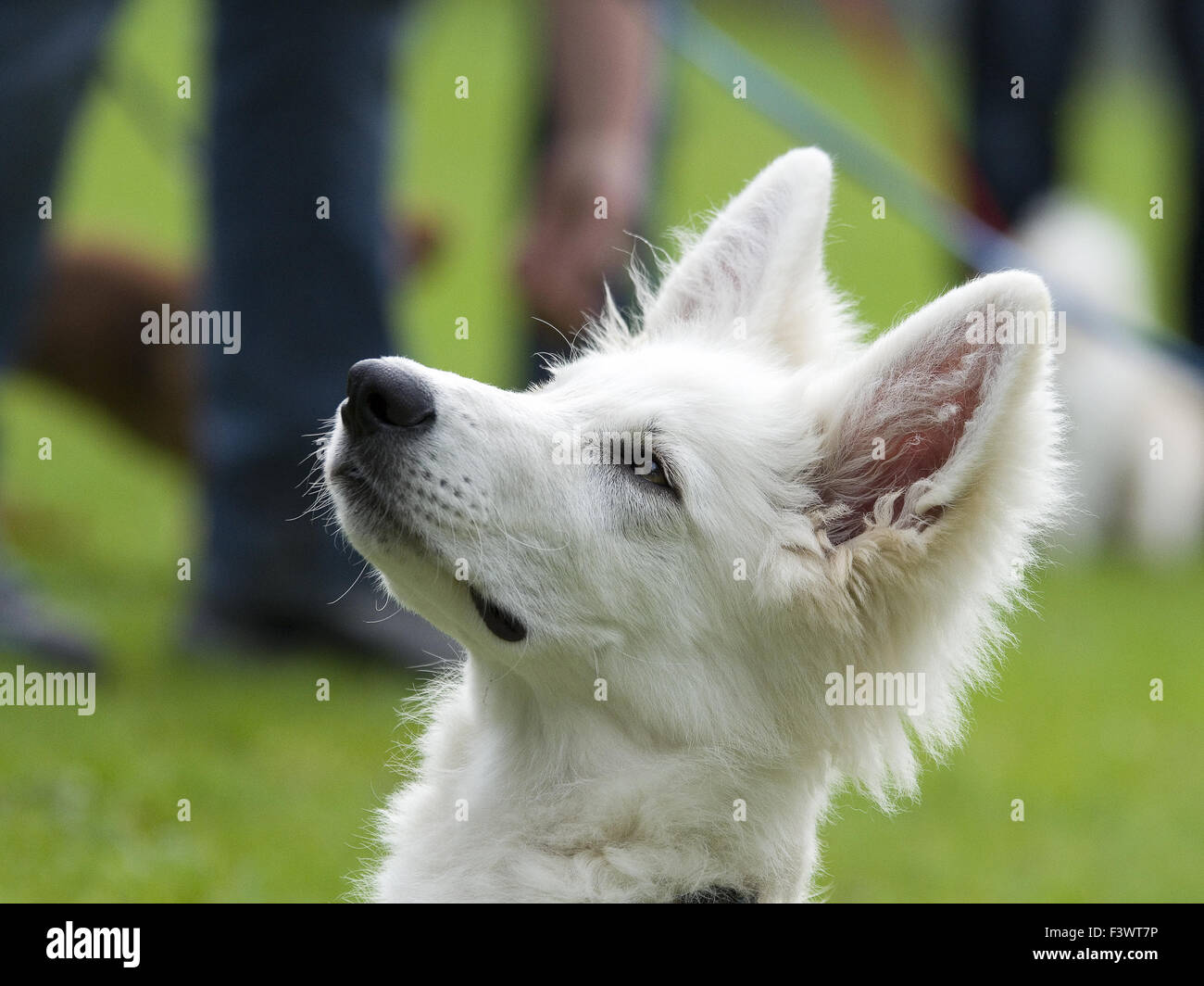 White German shepherd whelp Stock Photo - Alamy