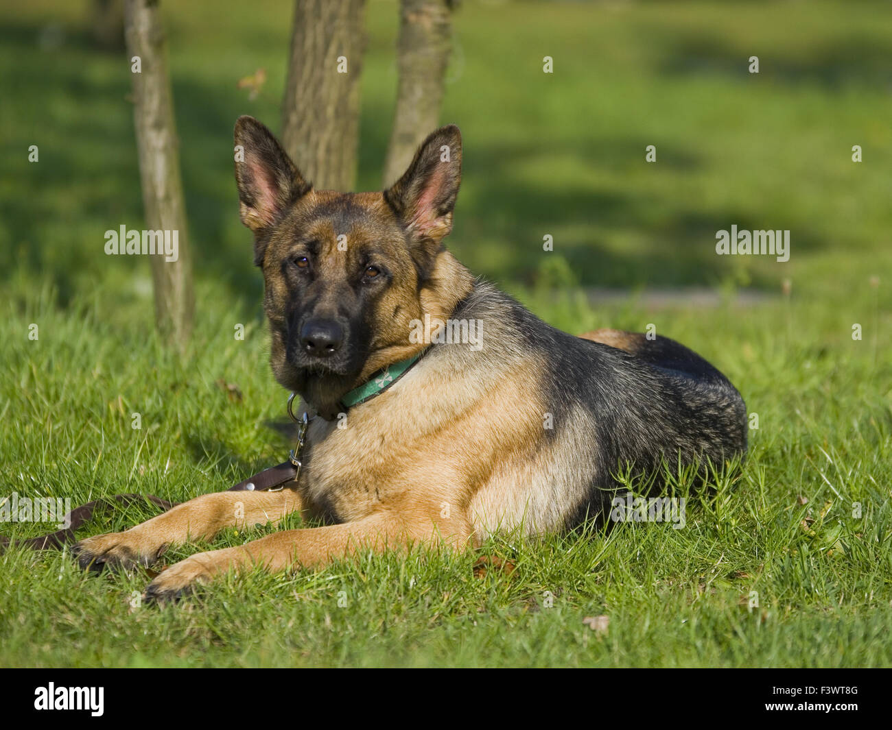 Familydogs hi-res stock photography and images - Alamy