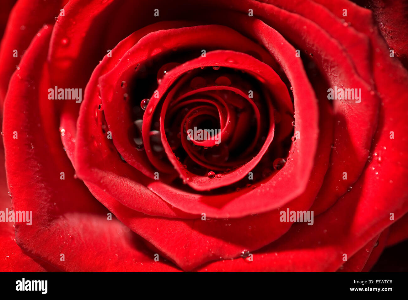 red rose with water drops Stock Photo - Alamy