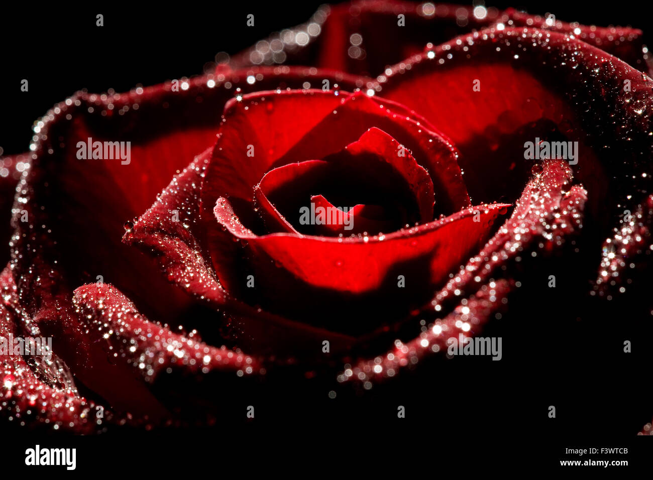 red rose with water drops Stock Photo - Alamy