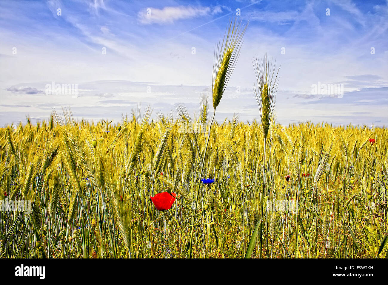Field card hi-res stock photography and images - Alamy