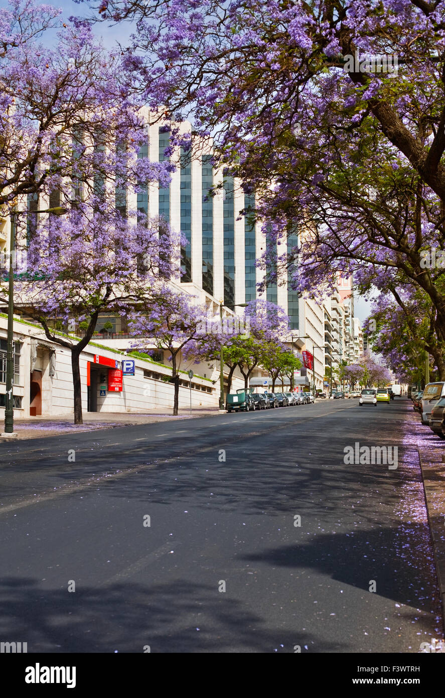 Jacaranda lisbon hi-res stock photography and images - Alamy