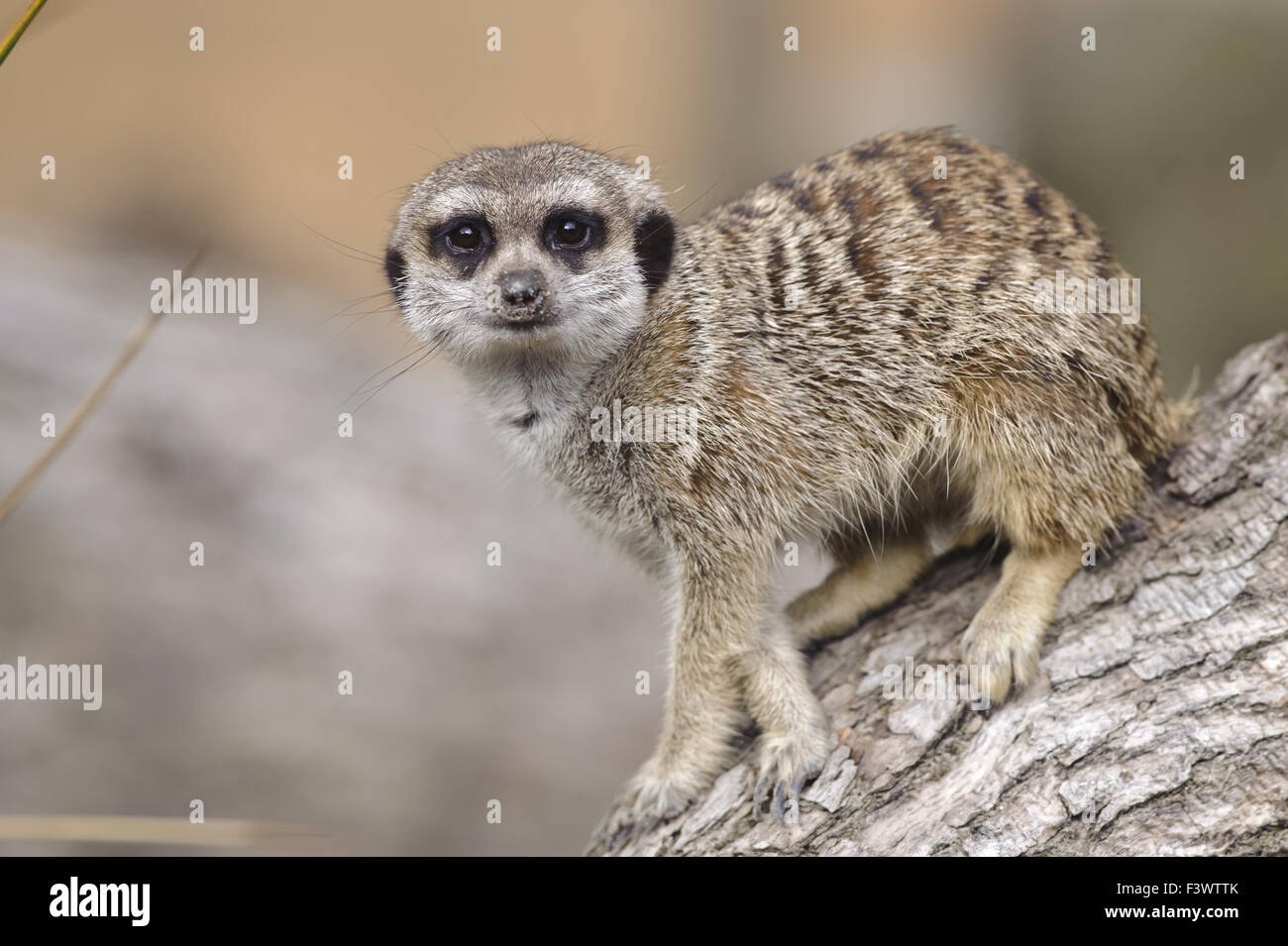 Deutsche nordseekueste hi-res stock photography and images - Alamy