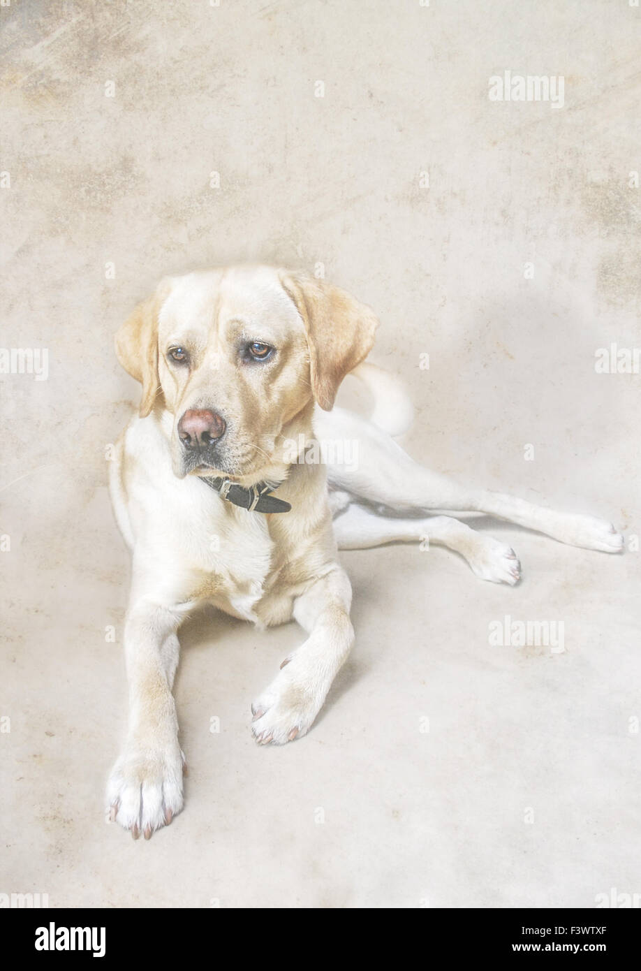Male labrador retriever hi-res stock photography and images - Alamy