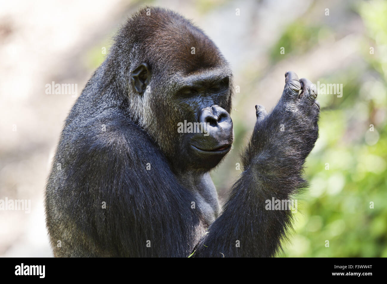 Tier affe tierwelt affe hi-res stock photography and images - Alamy