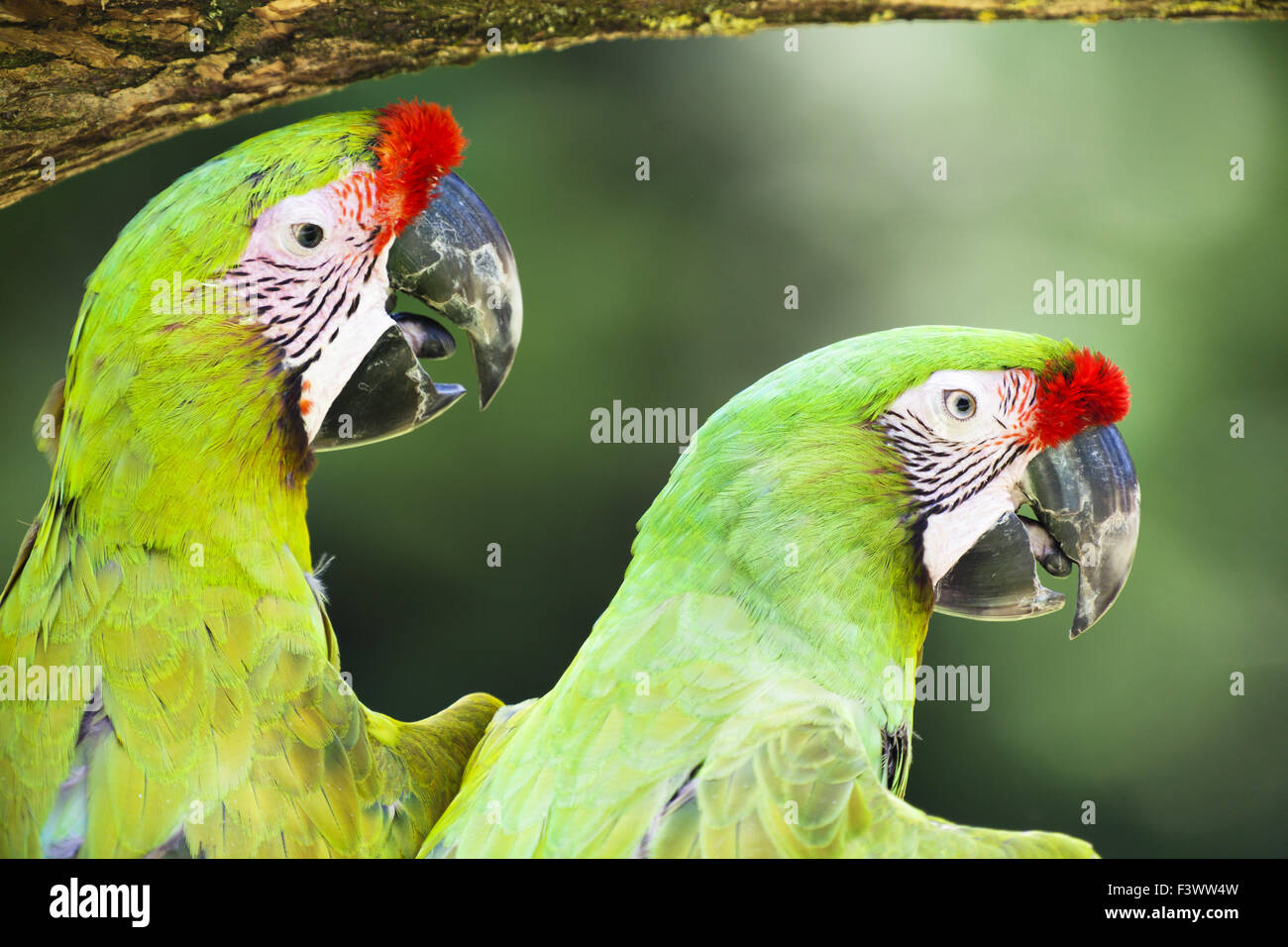 Military Macaws (Ara militaris Stock Photo - Alamy