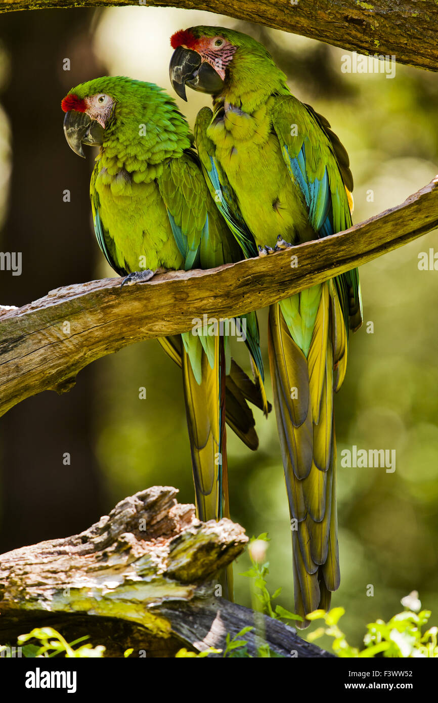 Military Macaws (Ara militaris Stock Photo - Alamy