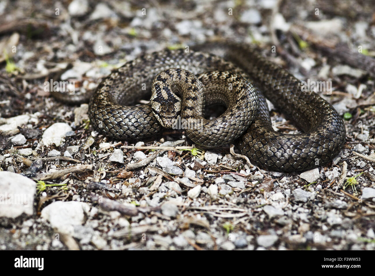 grass snake (Natrix natrix Stock Photo - Alamy