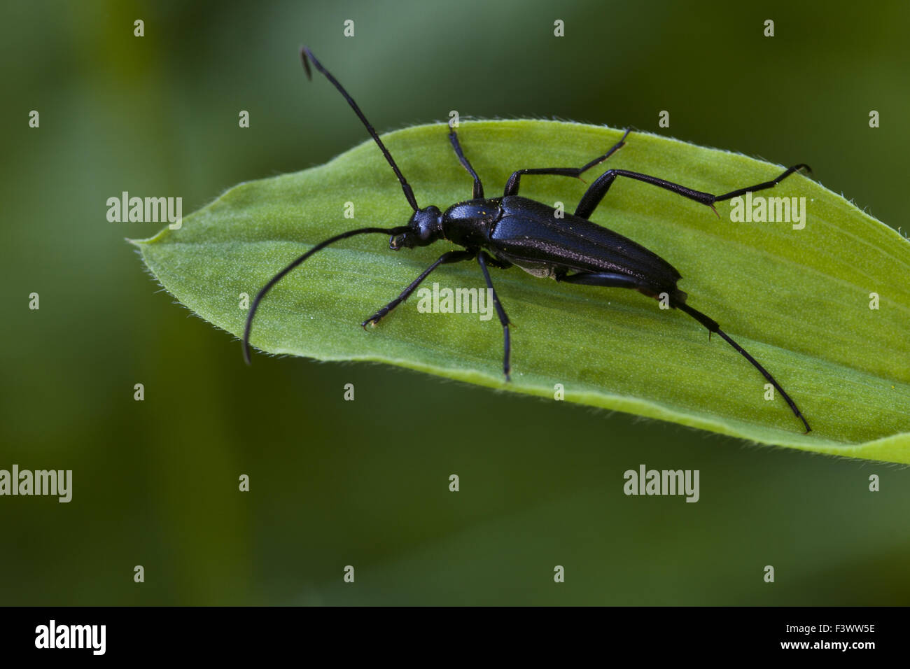 Imago Stock Photos & Imago Stock Images - Alamy