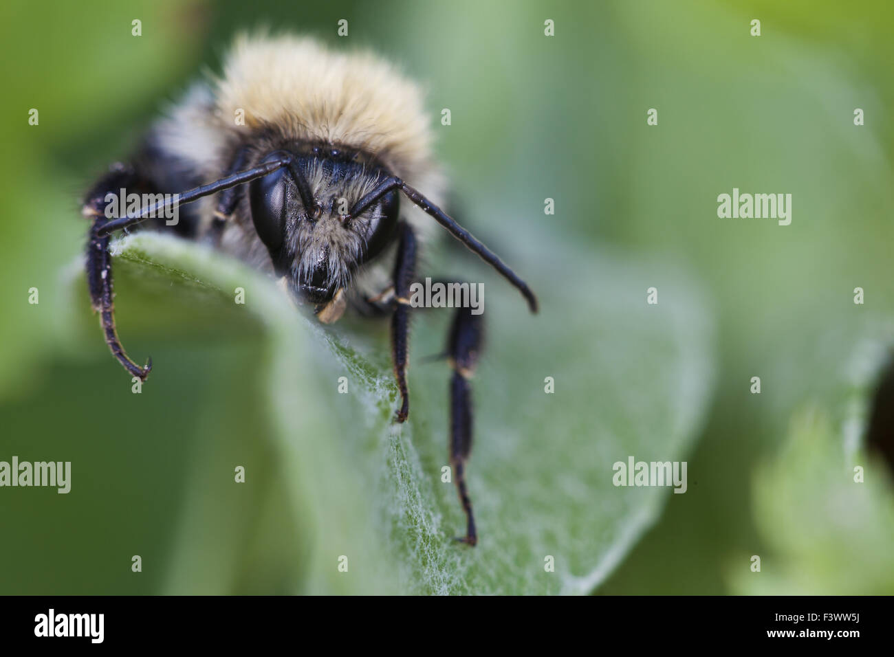 Tree bumblebee (Bombus hypnorum Stock Photo - Alamy