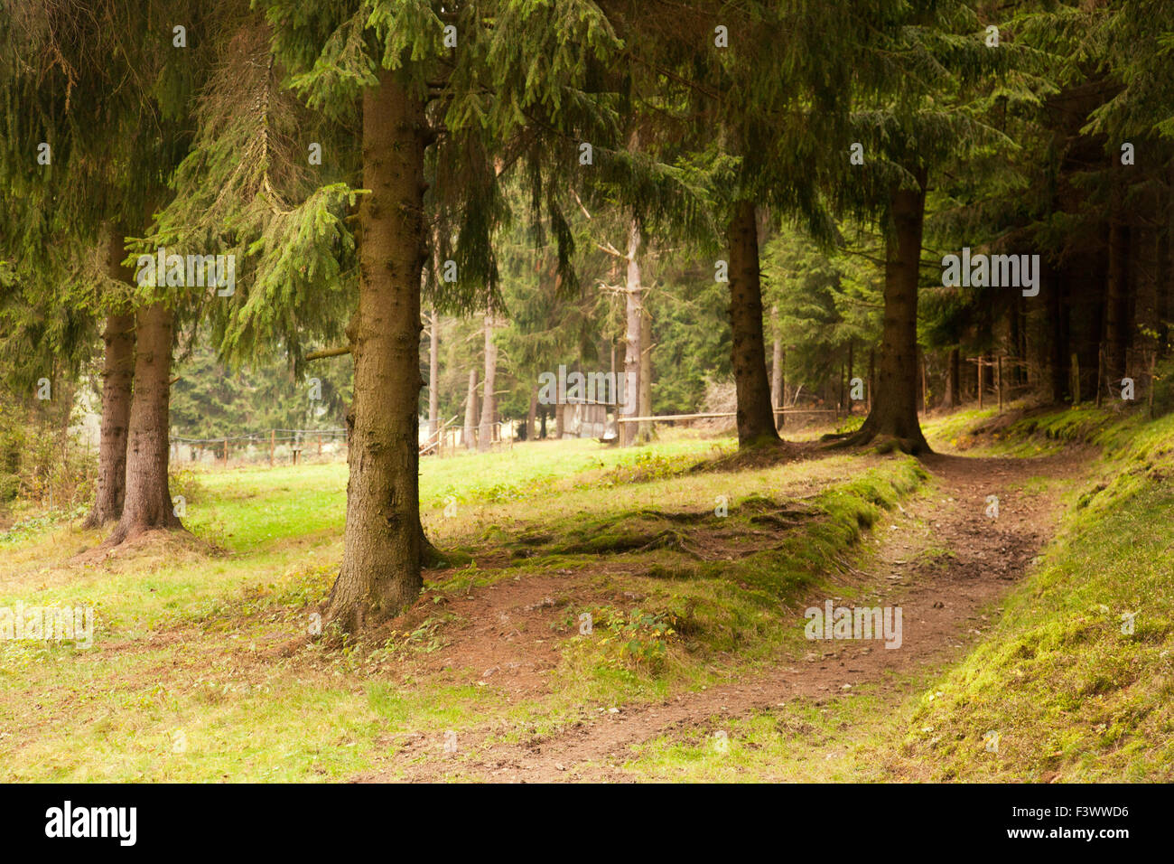Autumn at forest Stock Photo - Alamy