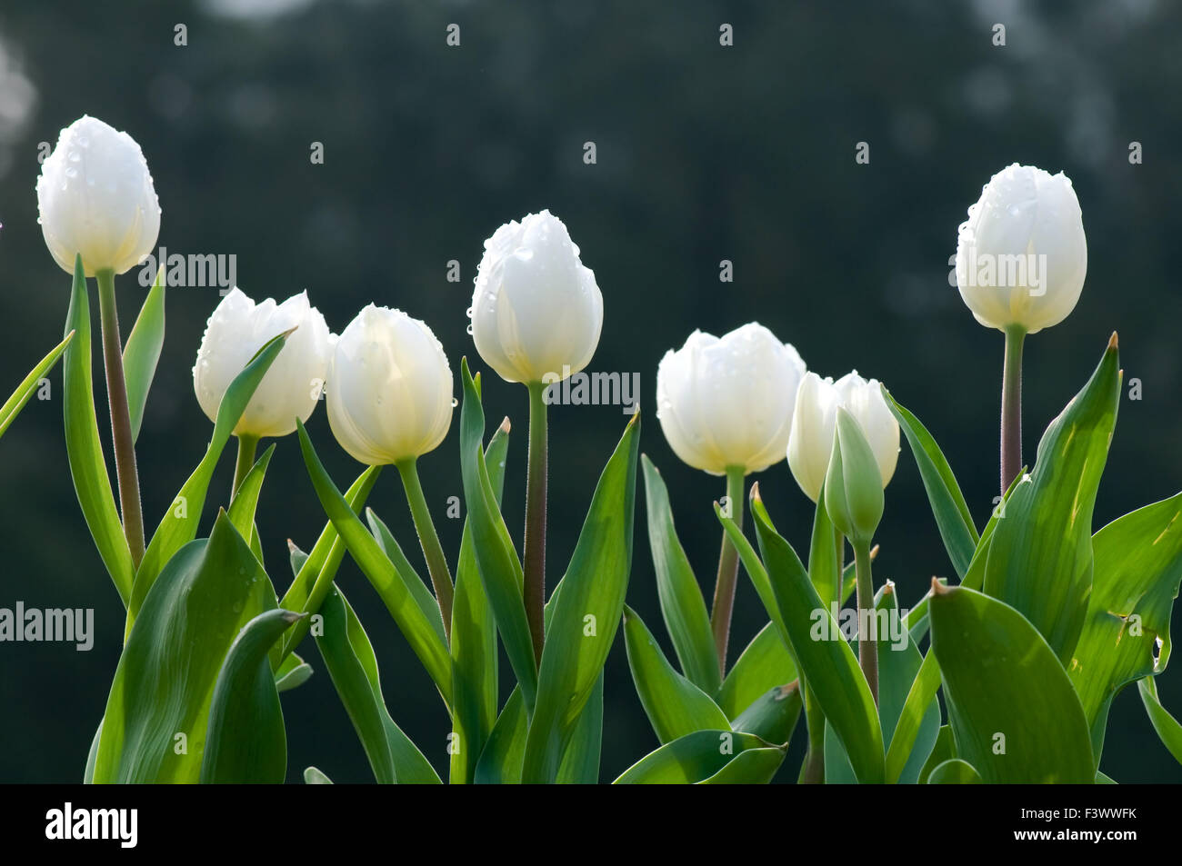 Beautiful line of tulips hi-res stock photography and images - Alamy