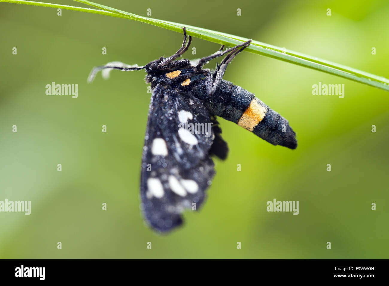 Amata hi-res stock photography and images - Alamy