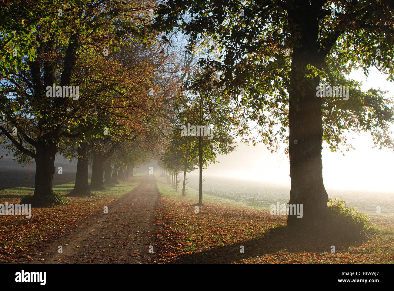 avenue tree in fall against the light Stock Photo - Alamy