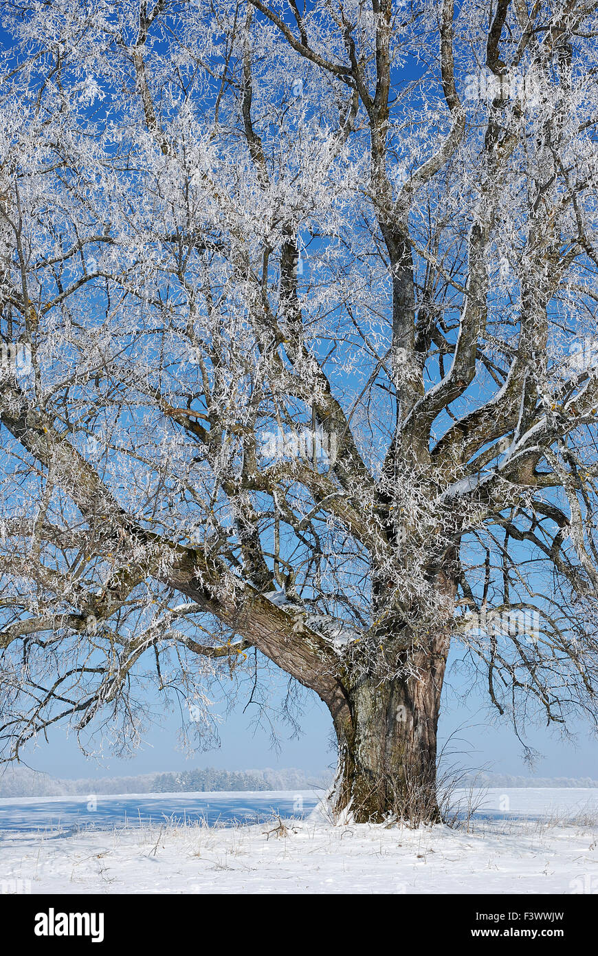 winter, rime, tree, swabian alb, Germany Stock Photo - Alamy