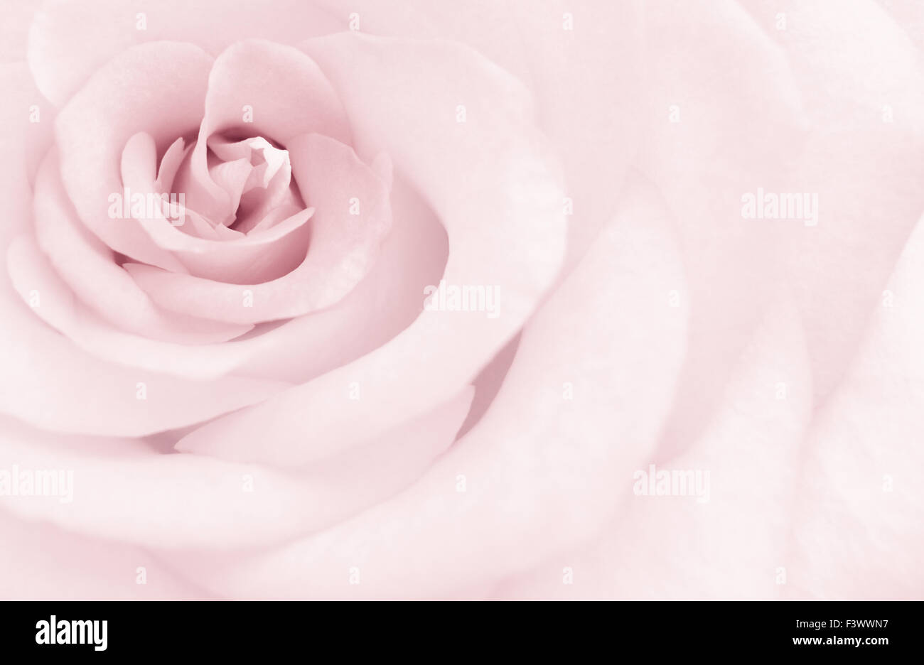 Delicate toned rose Stock Photo - Alamy
