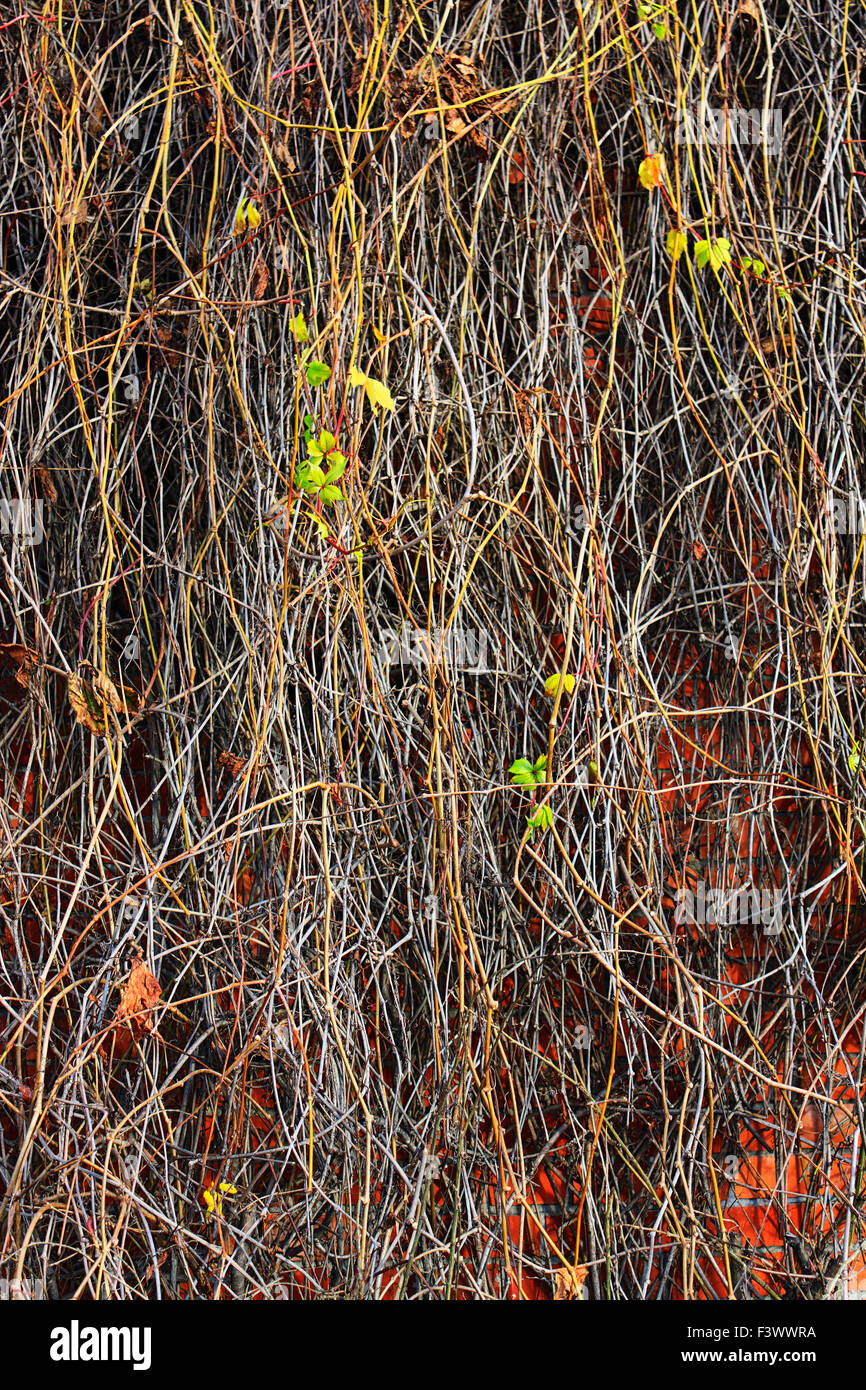 Vine on wall hi-res stock photography and images - Alamy