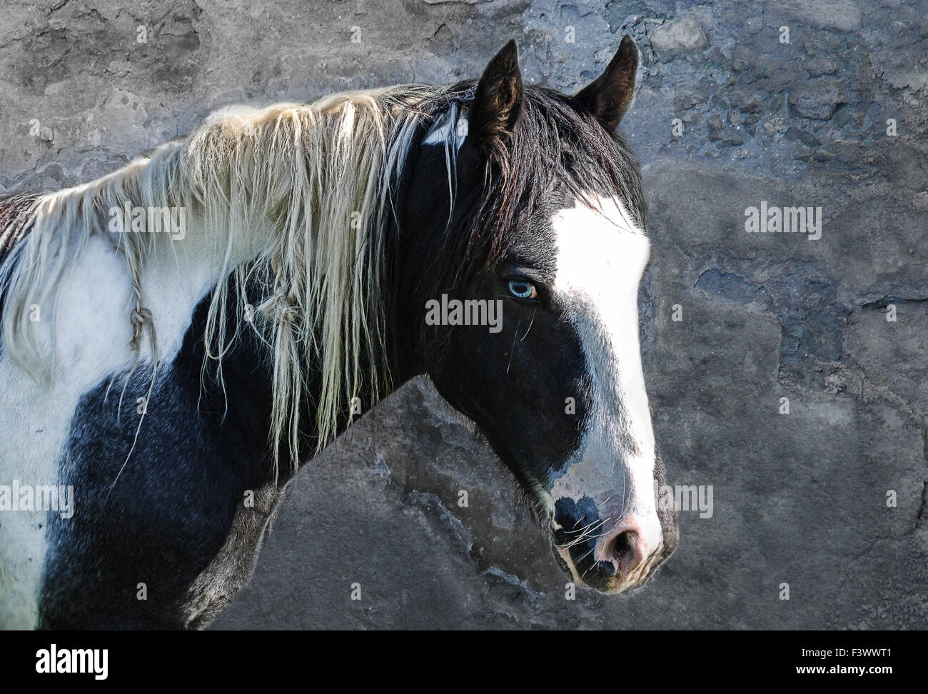 Blue eye hi-res stock photography and images - Alamy