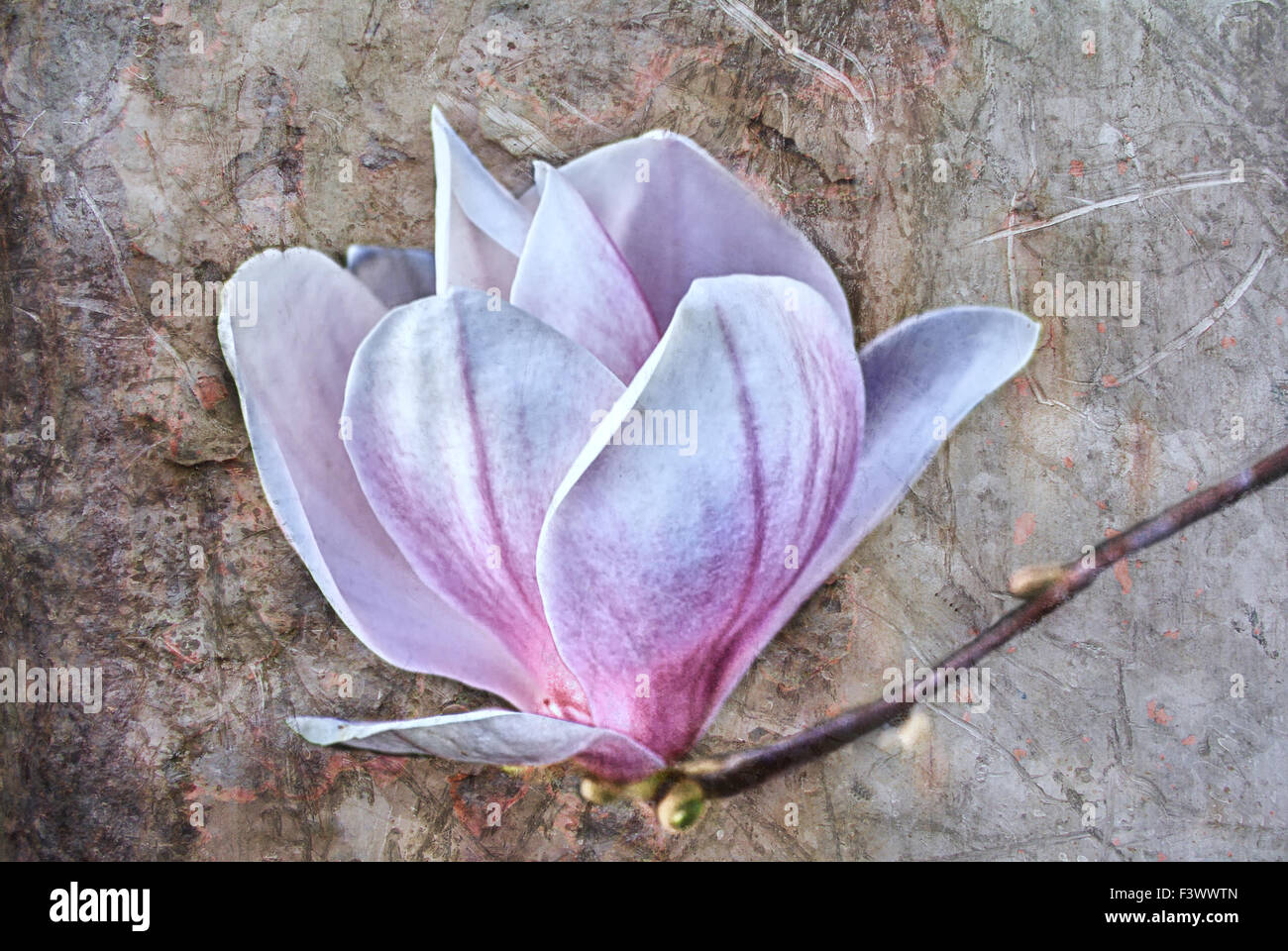 Magnolia structure hi-res stock photography and images - Alamy