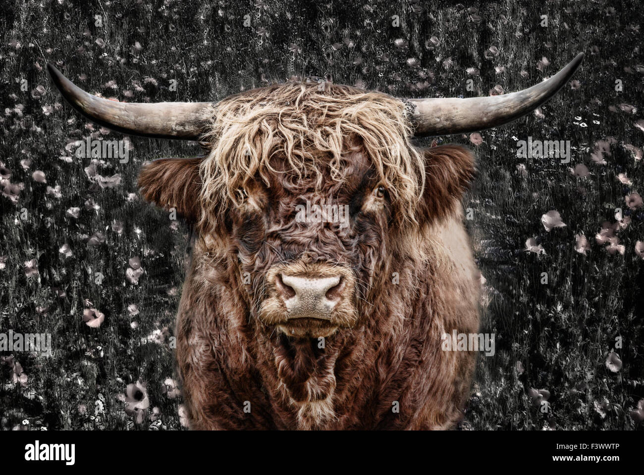 Bull eye hi-res stock photography and images - Alamy