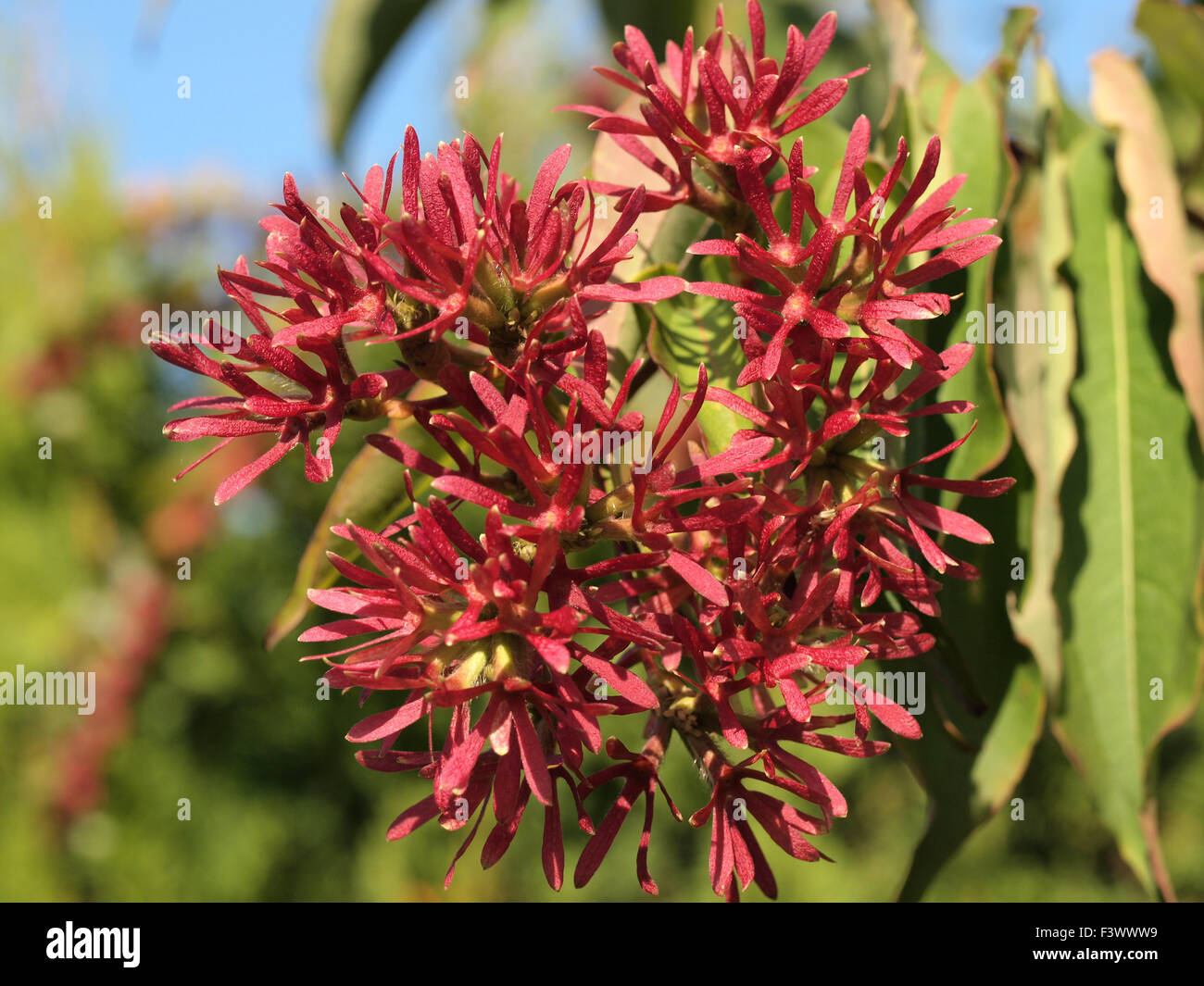 Seven Sons Plant Stock Photo - Alamy