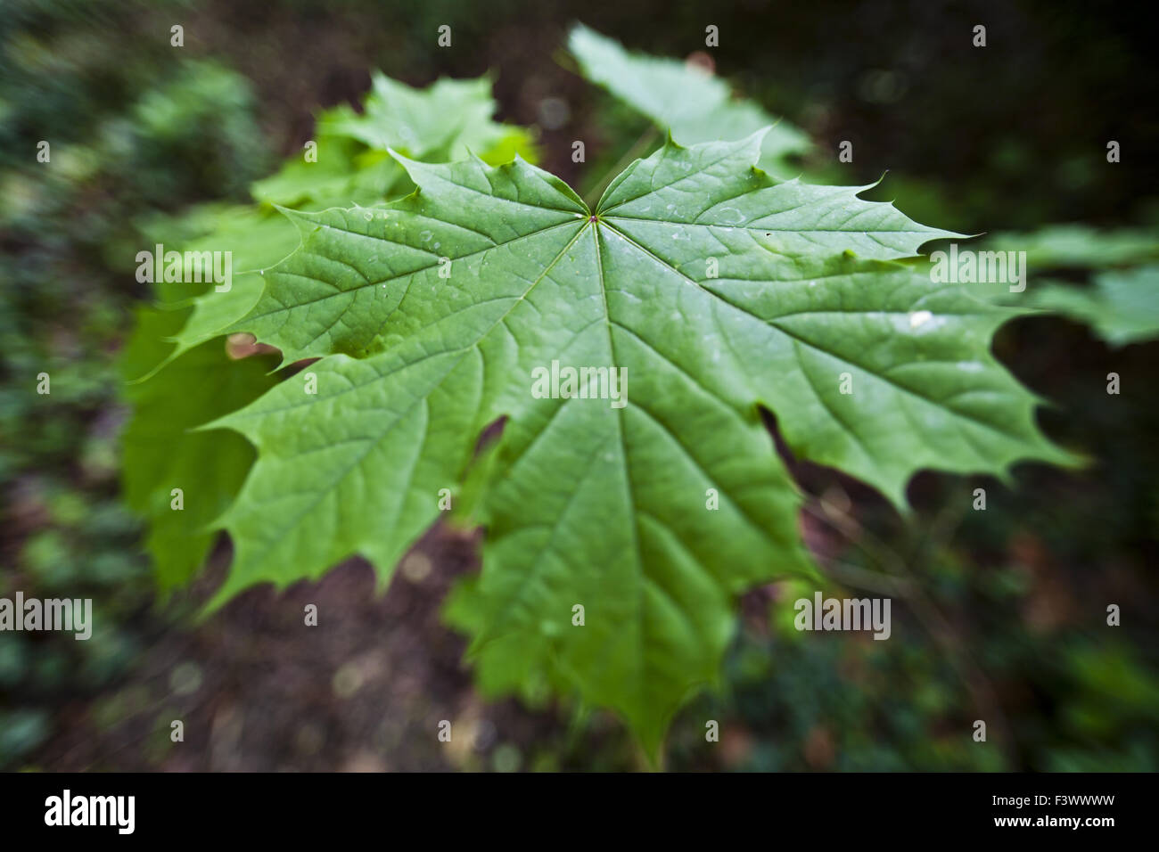 Maple leafed leaf hi-res stock photography and images - Alamy