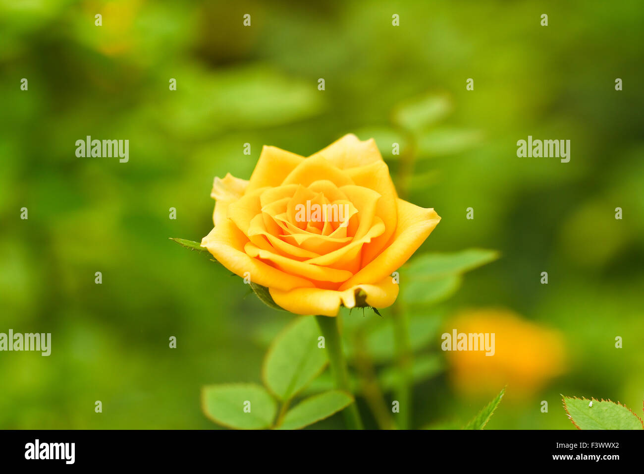 yellow rose flowers Stock Photo - Alamy