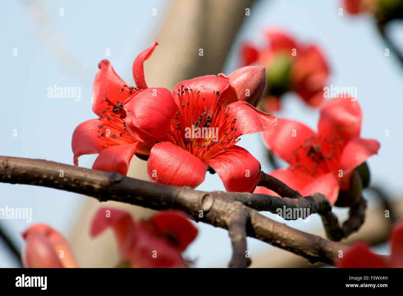 The flowers of ceiba tree Stock Photo - Alamy