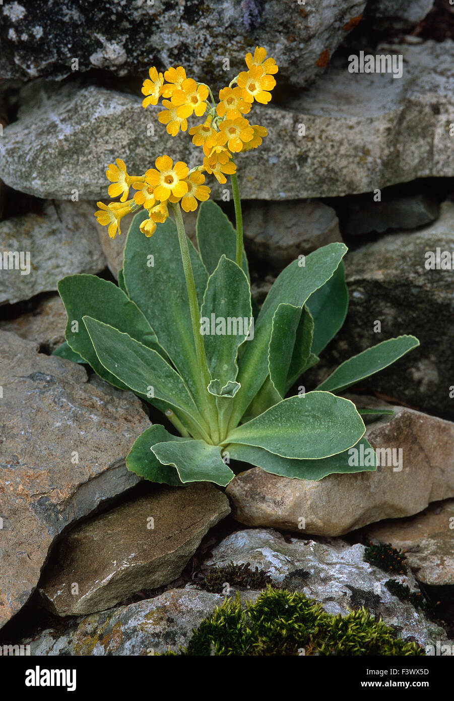 Alpine aurikola (Primula auricula Stock Photo - Alamy