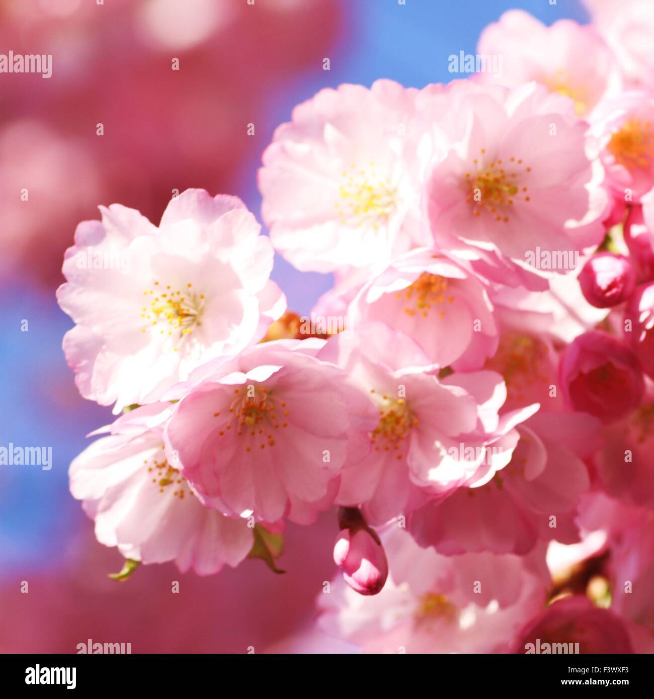 Japanese cherry Blossom Stock Photo - Alamy