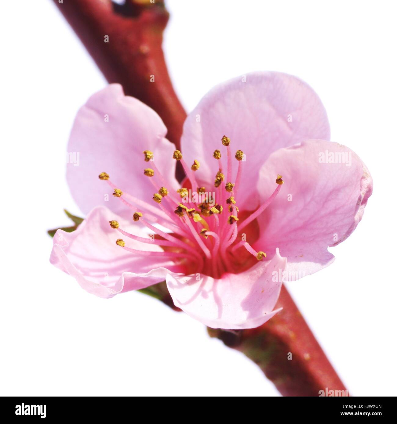 Horizon tal spring awakening hi-res stock photography and images - Alamy