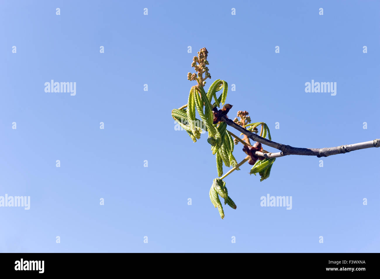 Gratenfotos hi-res stock photography and images - Alamy