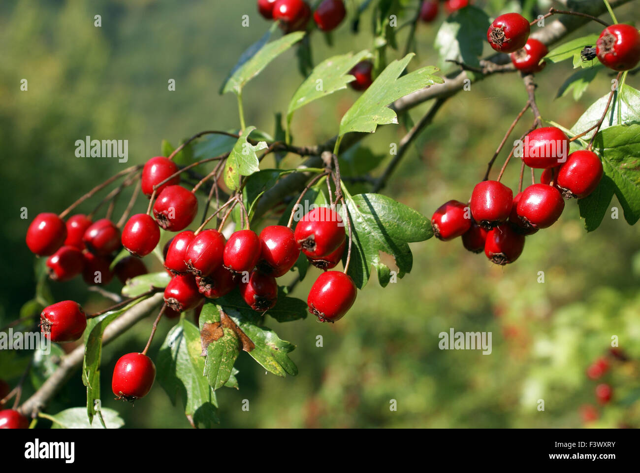 Hawthorn Twigs High Resolution Stock Photography and Images - Alamy