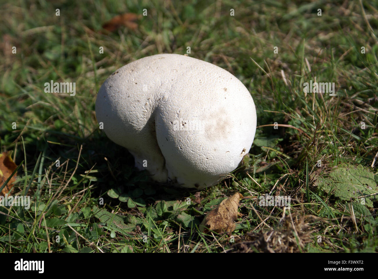 Brown and white spotted mushroom hi-res stock photography and images ...
