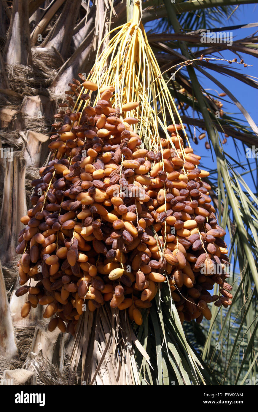Dates on the tree Stock Photo - Alamy
