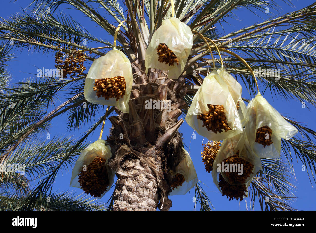 Pal leaf hi-res stock photography and images - Alamy