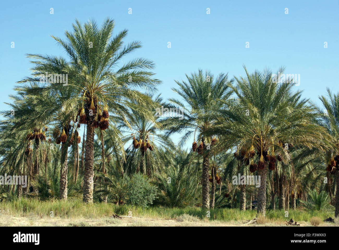 Date palm orchard hi-res stock photography and images - Alamy