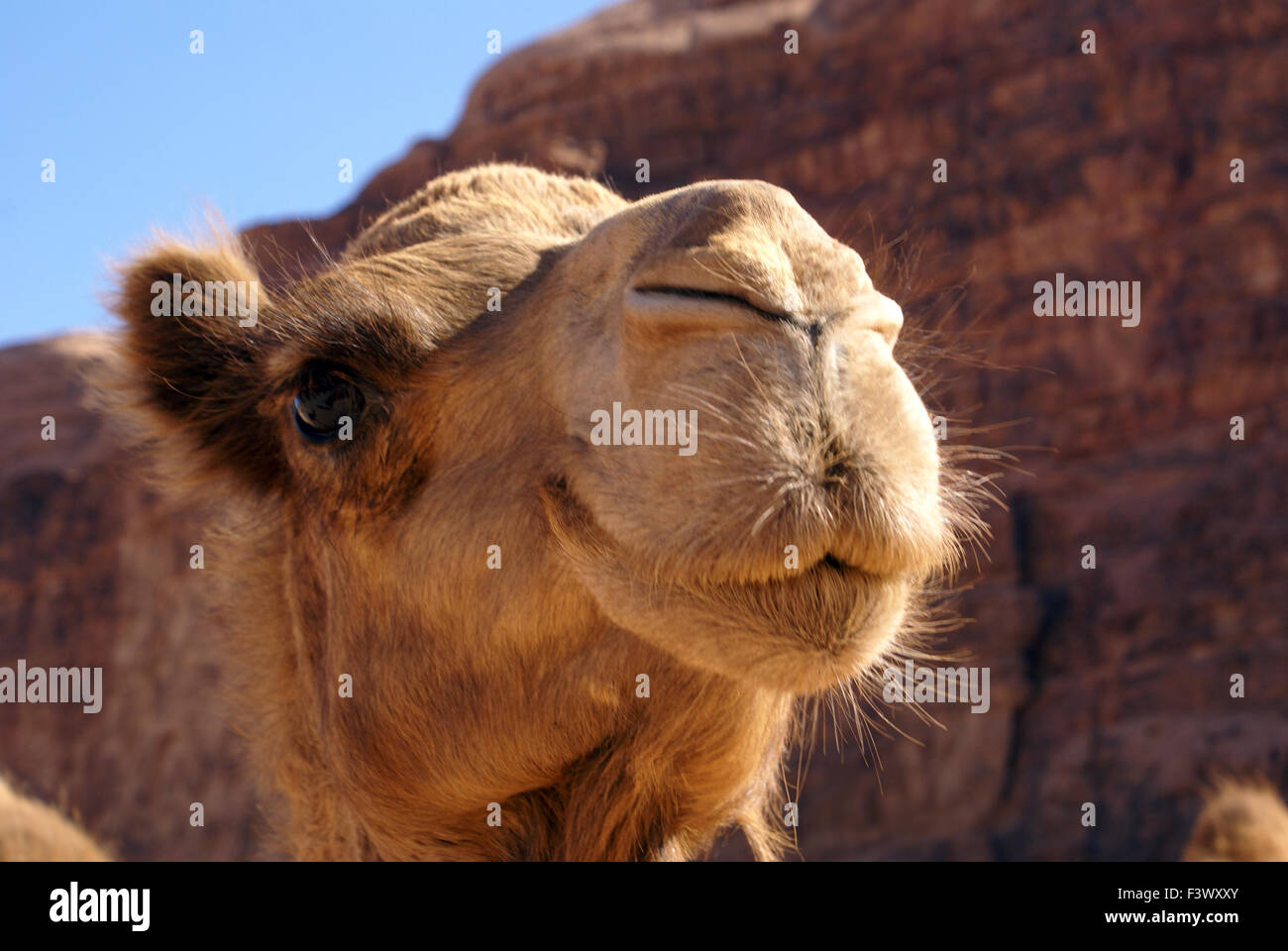 Head of camel Stock Photo - Alamy