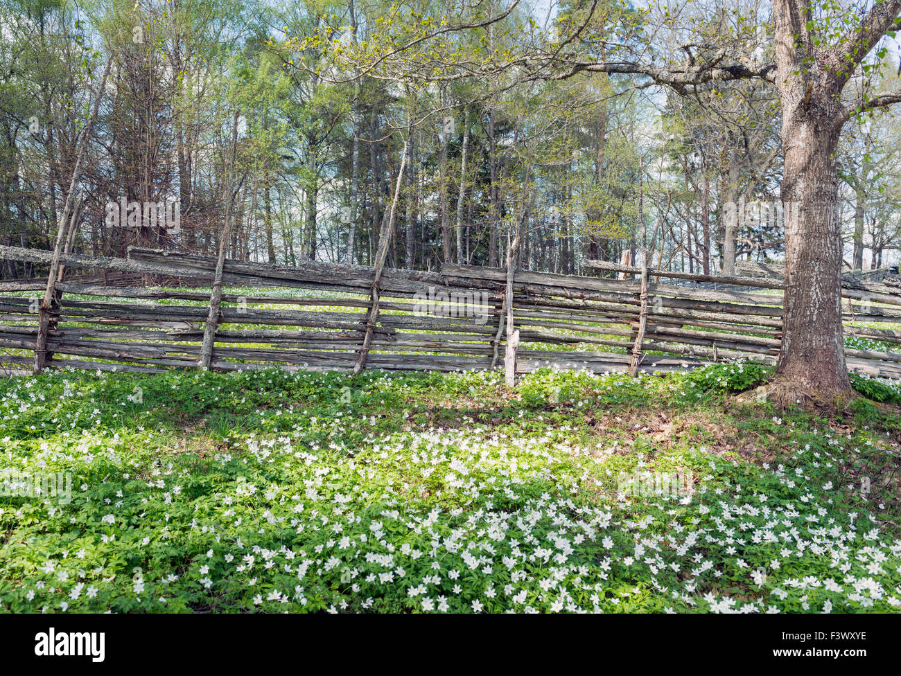 Pasture with spring flowers Stock Photo - Alamy