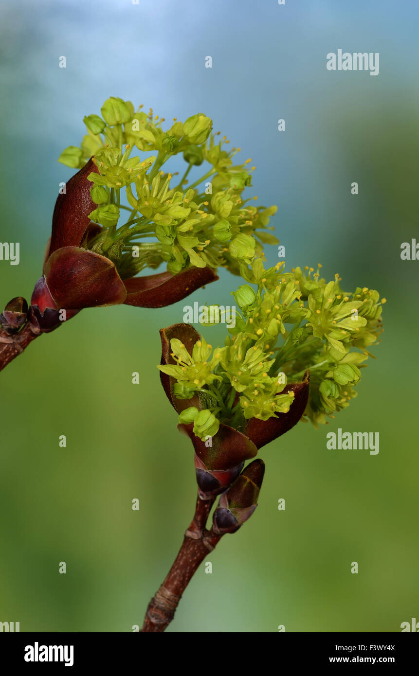 Soap tree plants hi-res stock photography and images - Alamy