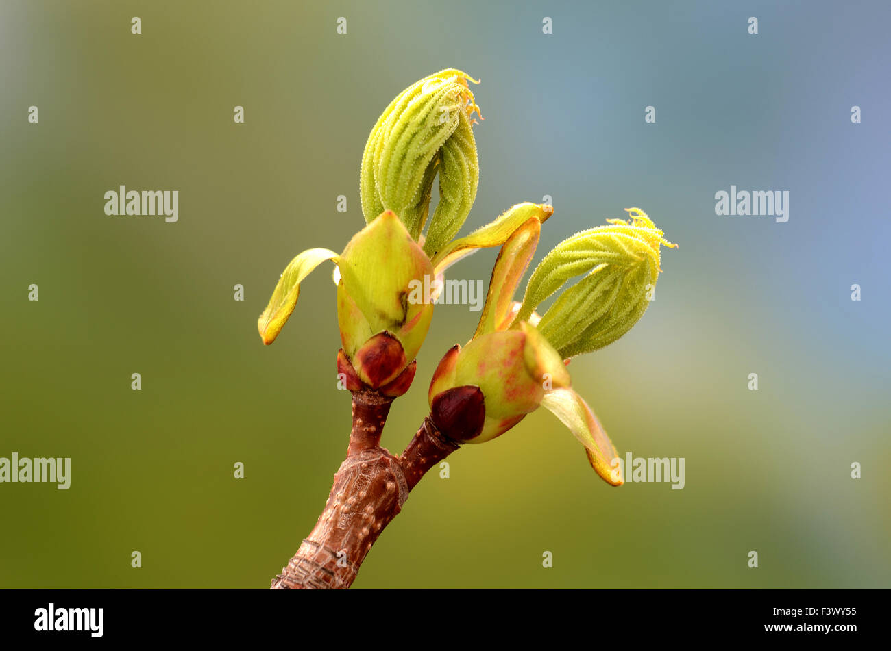 Pointed maple leaf hi-res stock photography and images - Alamy