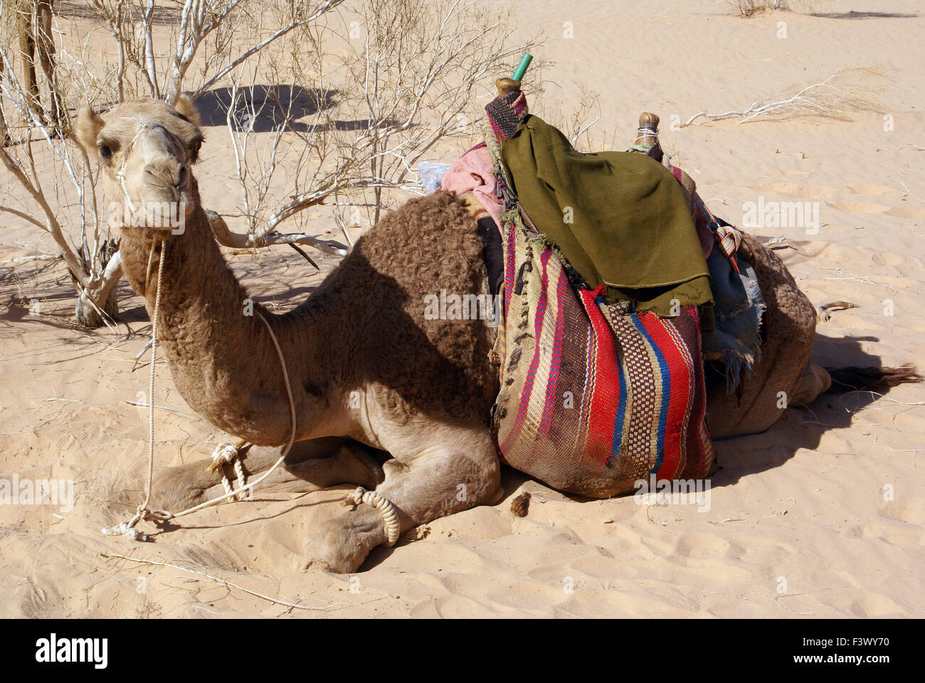 Big camel hi-res stock photography and images - Alamy