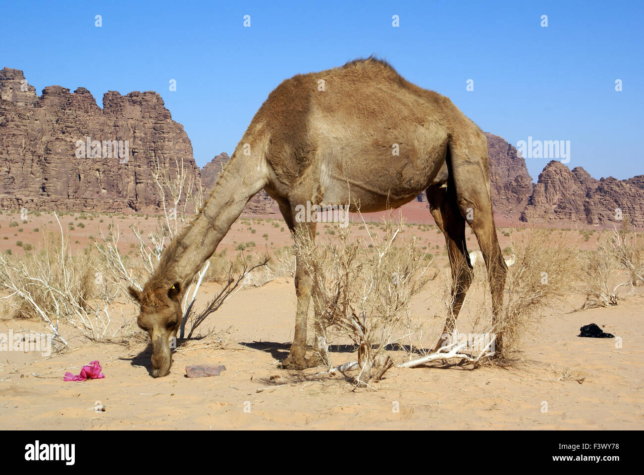 Big camel hi-res stock photography and images - Alamy