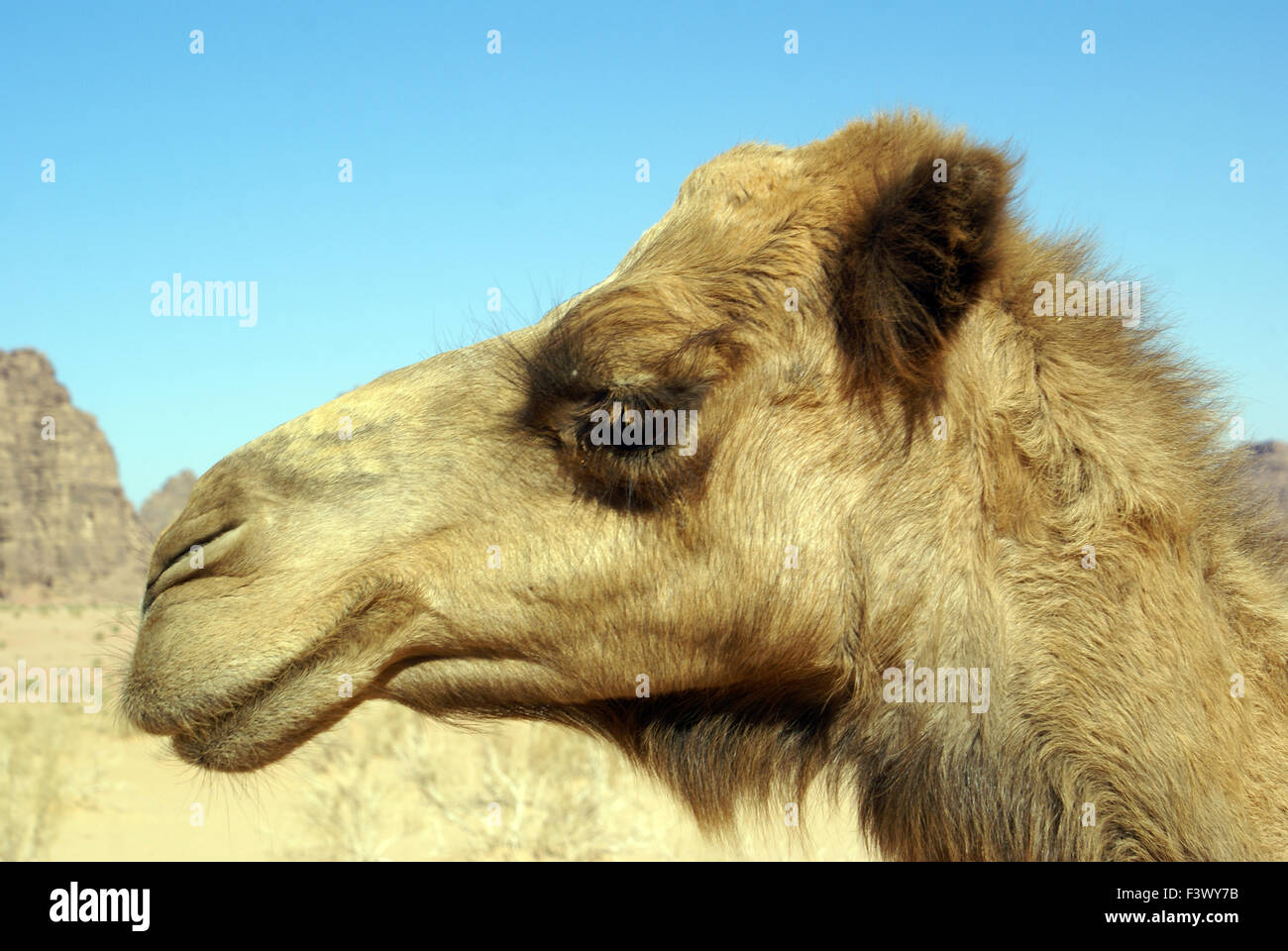 Head of camel Stock Photo - Alamy
