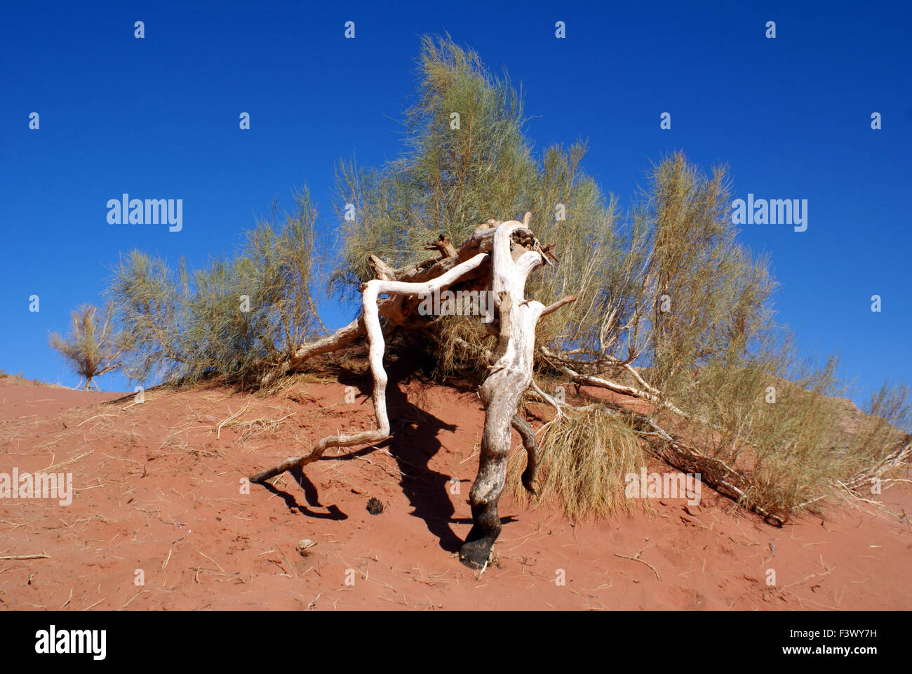 Bush terrain hi-res stock photography and images - Alamy