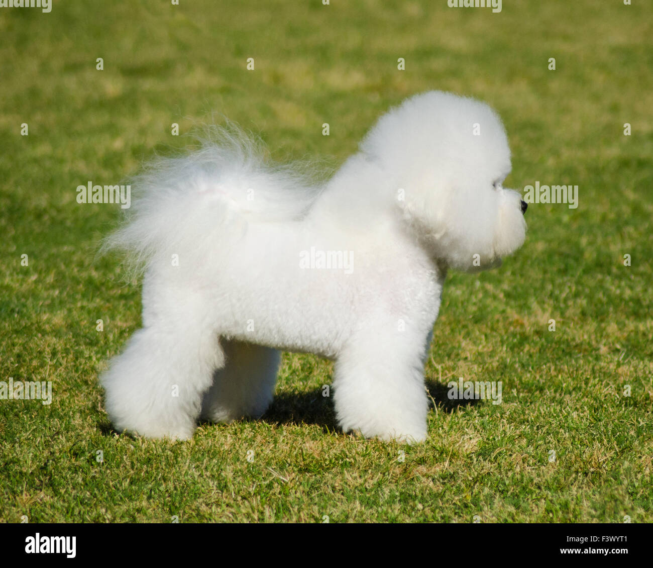 A profile view of a small beautiful and adorable bichon frise dog ...
