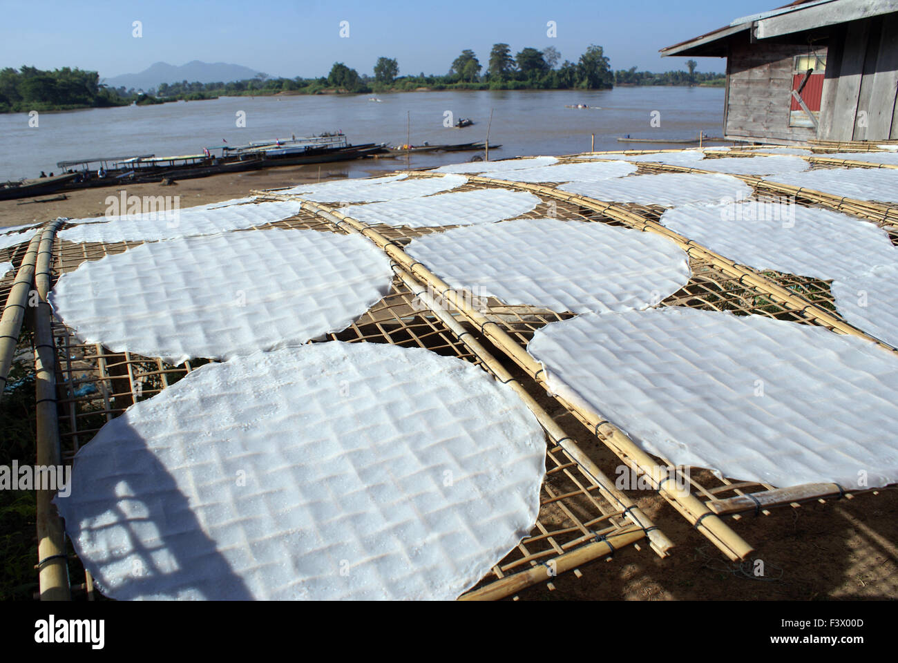 Wet rice leaf hi-res stock photography and images - Alamy
