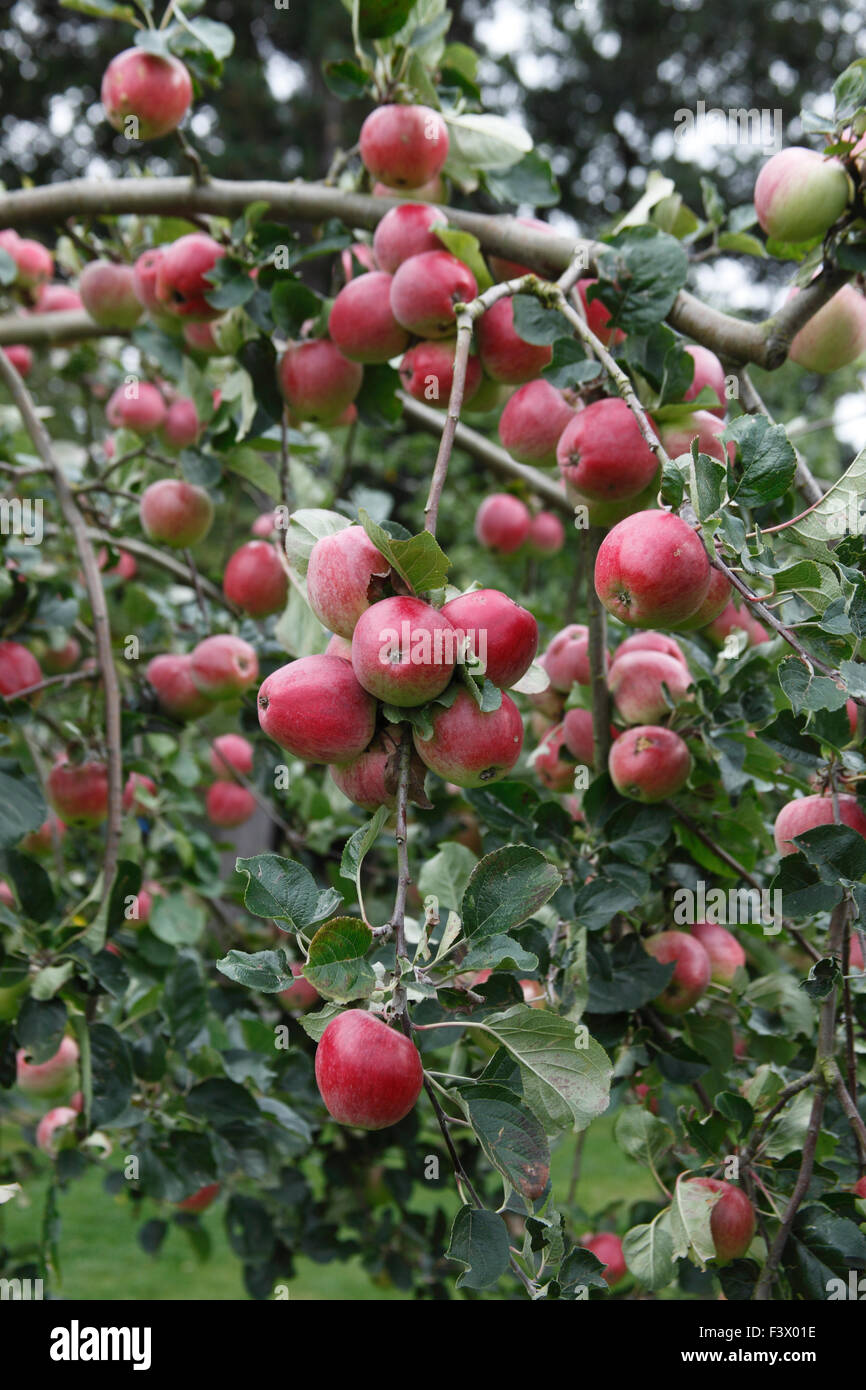 Cider Apple Tree High Resolution Stock Photography and Images - Alamy