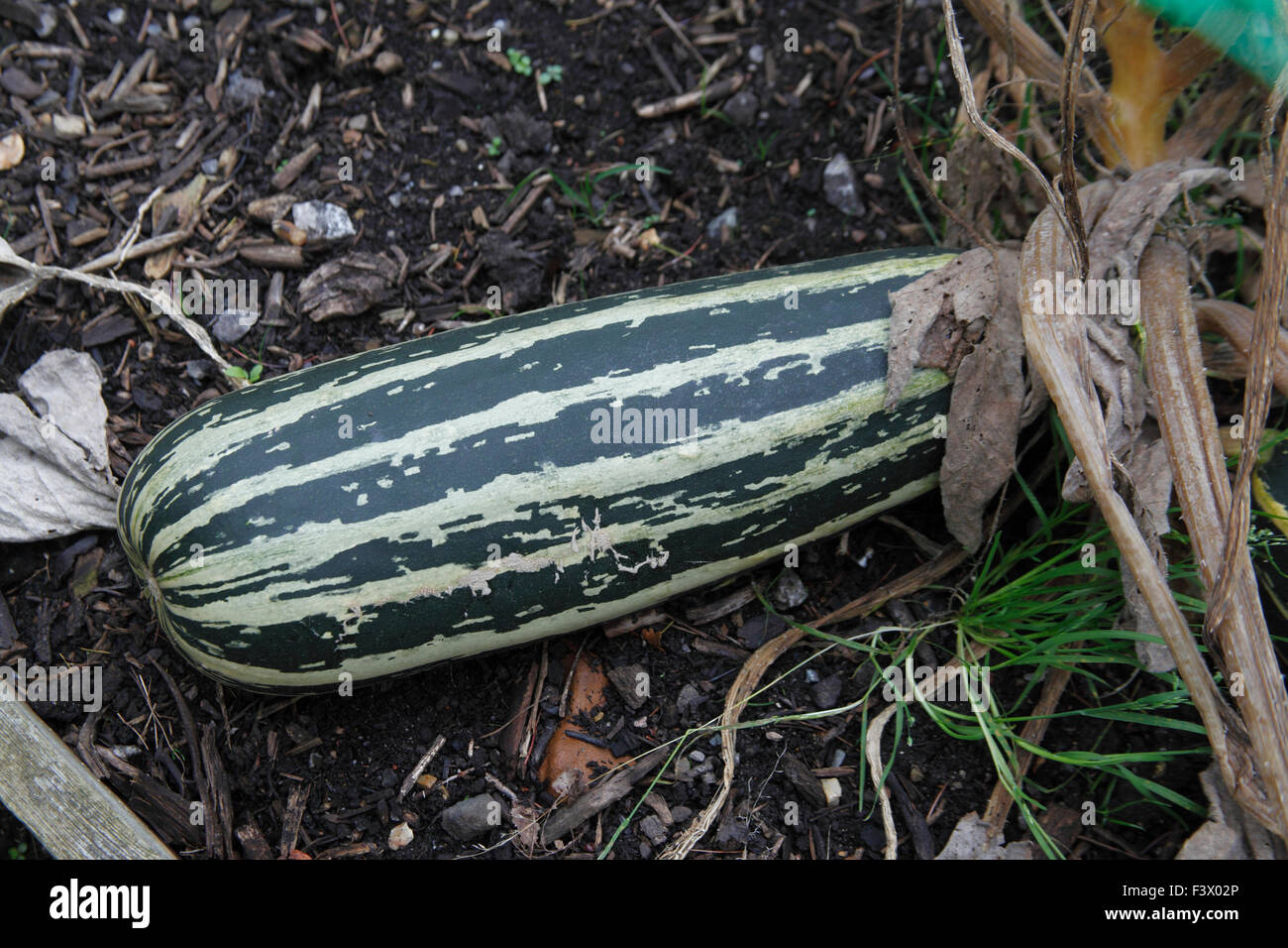 Curcurbita Pepo 'Tiger Cross' Marrow close up of mature fruit Stock ...